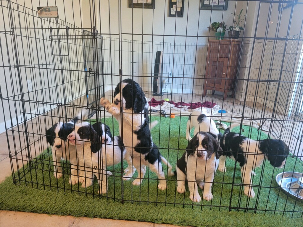 We went out to get one dog… and somehow came home with two